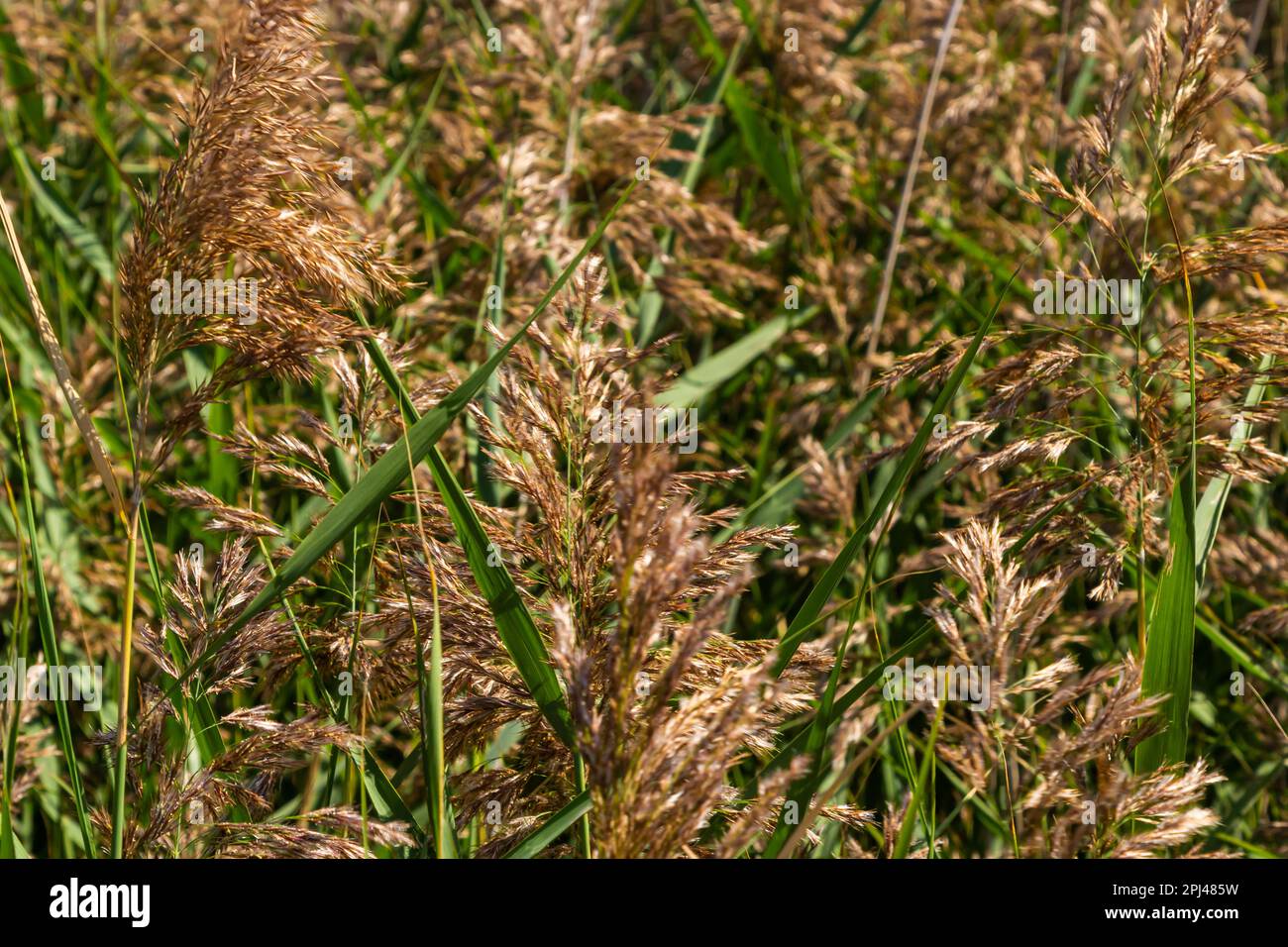 Phragmites australis is a herbaceous perennial bluish-green plant of ...