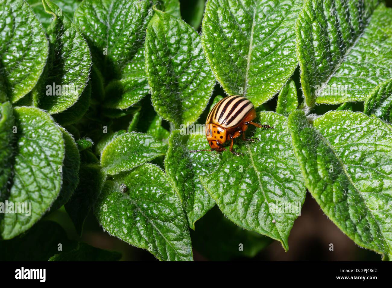 Colorado potato beetle eats green potato leaves closeup. Leptinotarsa decemlineata. Adult ...