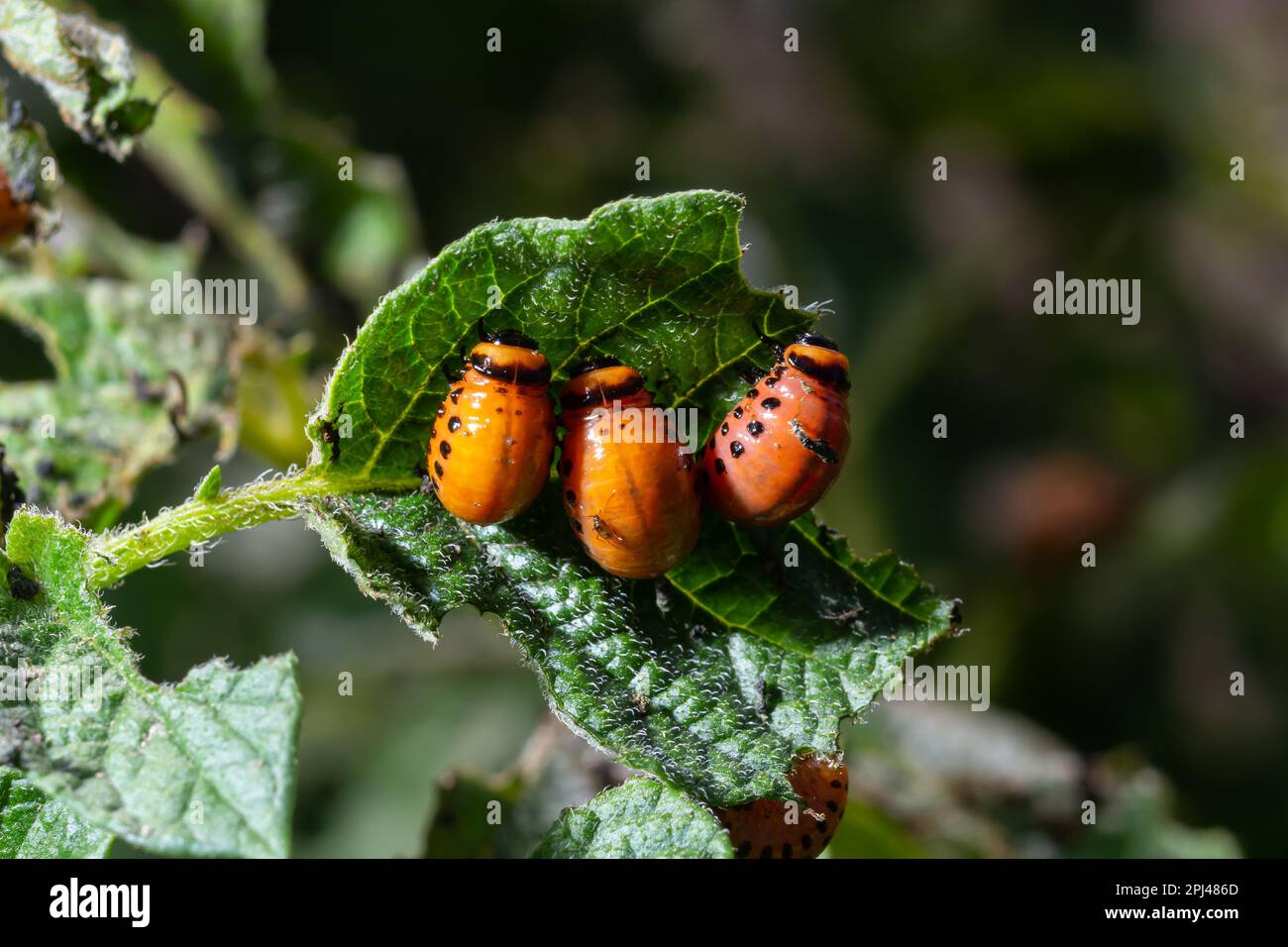 Colorado potato beetle - Leptinotarsa decemlineata on potato bushes ...