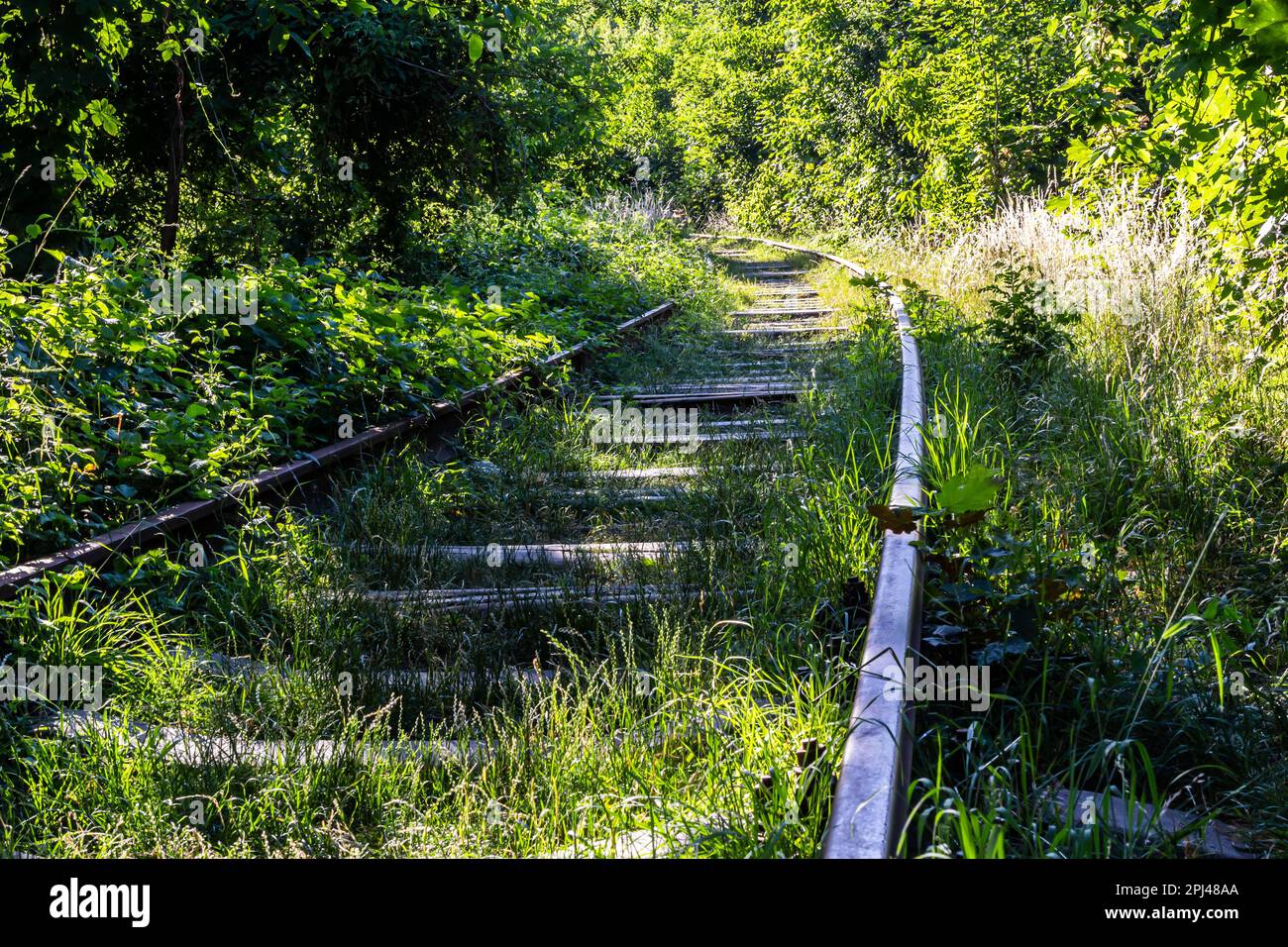 contrast rusty train railway in green grass overgrown Stock Photo - Alamy