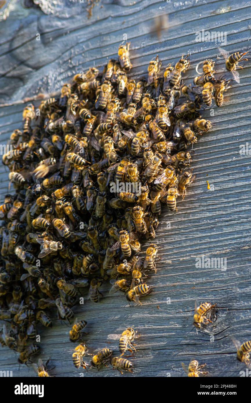 swarm of honey bees flying around beehive. Bees returning from ... swarm of honey bees flying around beehive. Bees returning from ...