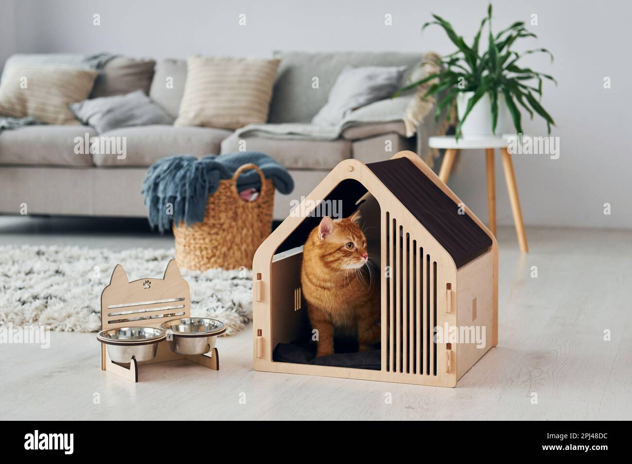 Cute cat is in pet booth that indoors in the modern domestic room Stock ...