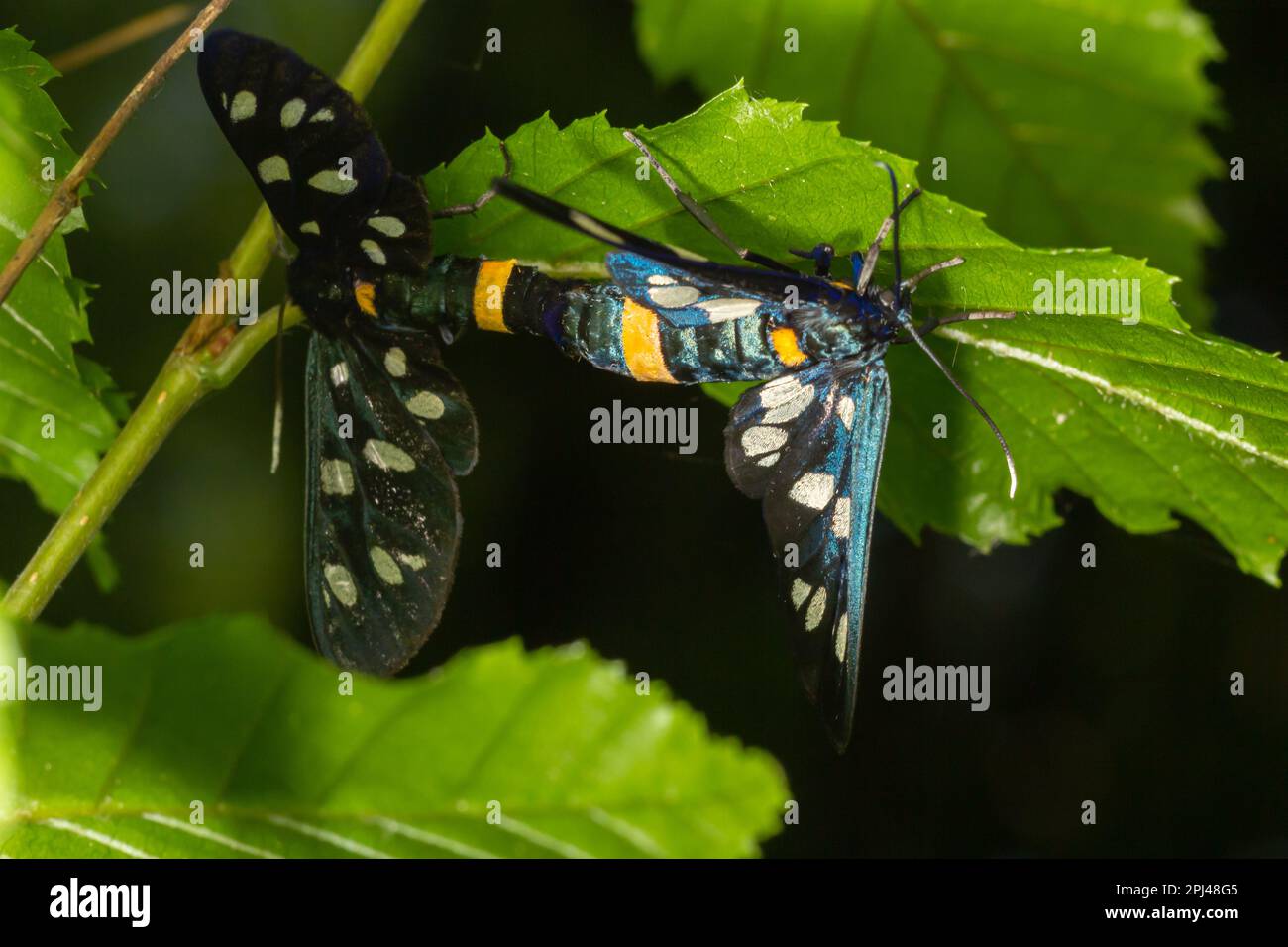 Close up of a nine spotted moth Amata phegea with spread wings Stock ...