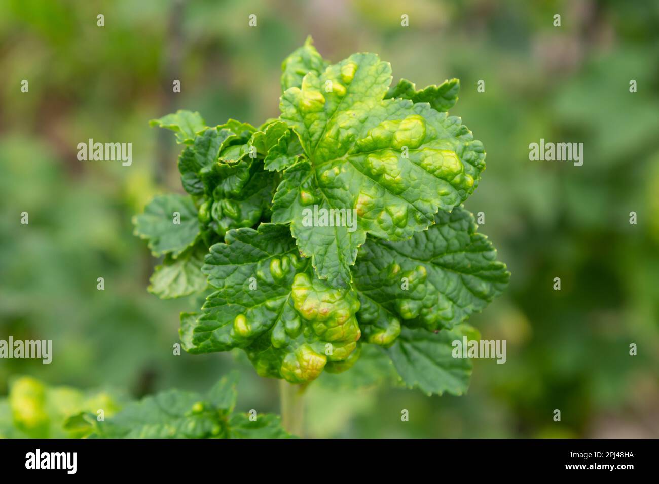 Gallic aphid on the leaves of red currant. The pest damages the currant ...