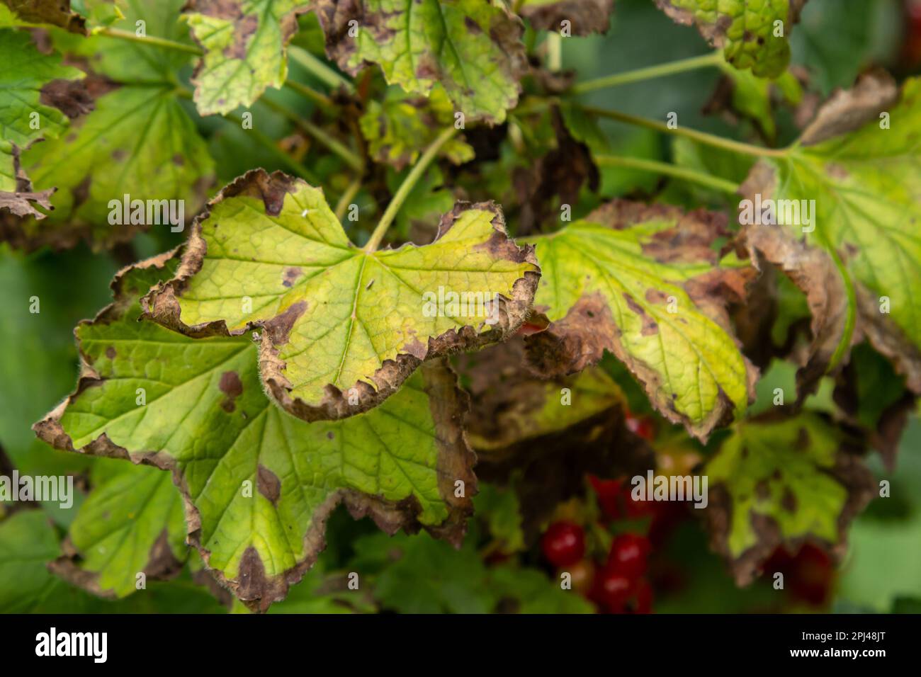 Gallic aphid on the leaves of red currant. The pest damages the currant ...
