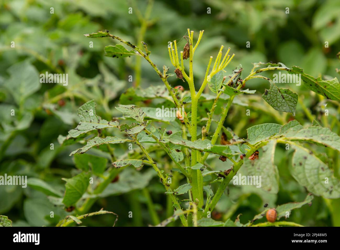 Colorado potato beetle - Leptinotarsa decemlineata on potato bushes ...