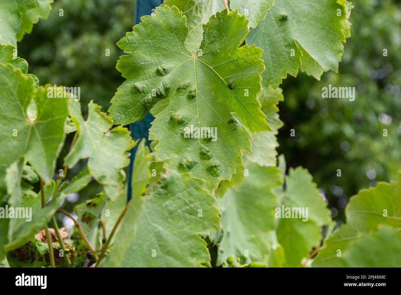 Grapevine leaves with Erinosis, a disease of the mite Colomerus vitis ...