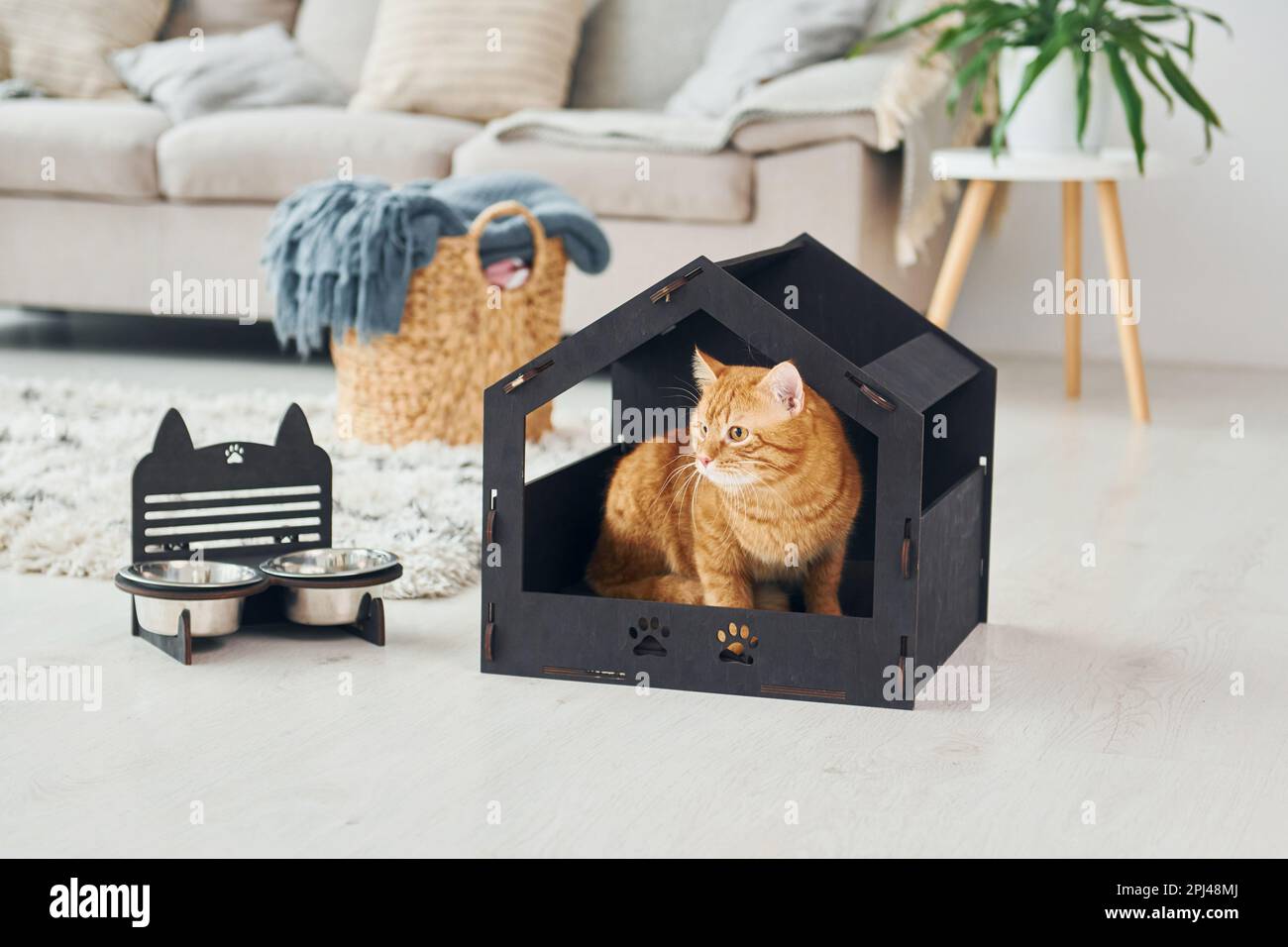 Cute cat is in pet booth that indoors in the modern domestic room Stock ...