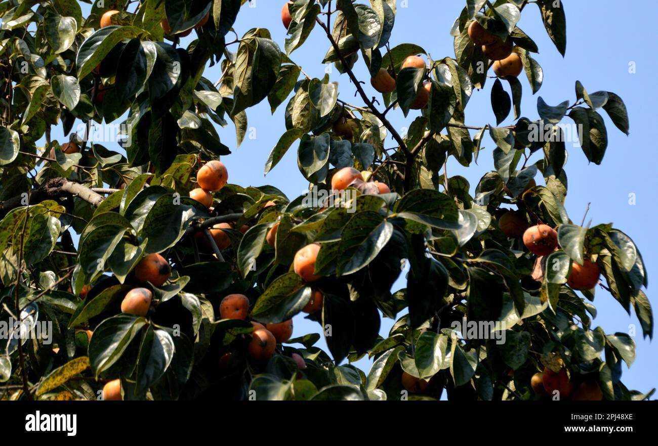 People's Republic of China, Guangxi Province, Sanjiang County, Maan ...