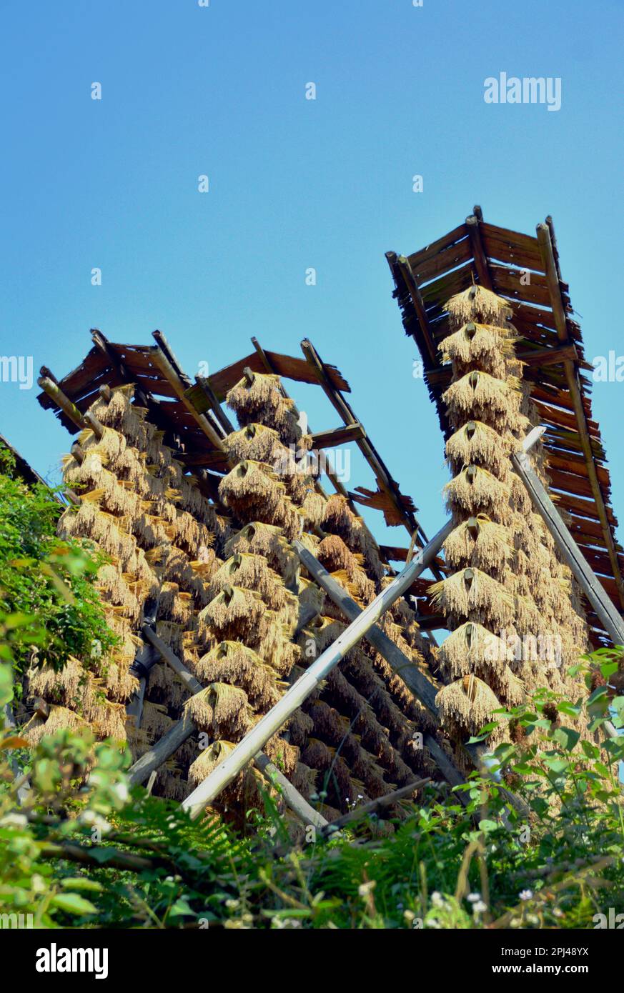 People's Republic of China, Guizhou Province, Basha/Biasha Miao Village ...