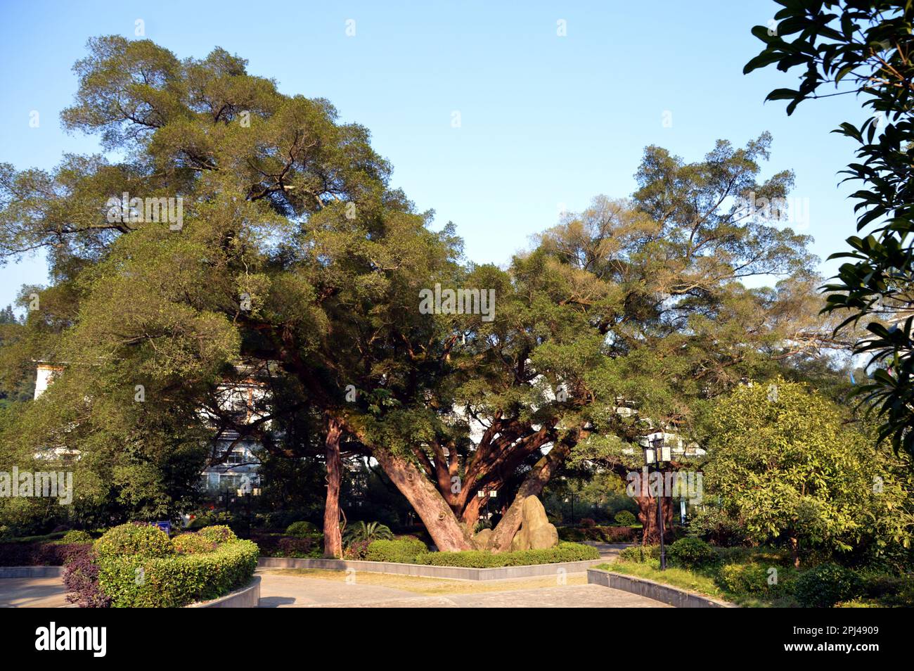 People's Republic of China, Guizhou Province, Conjiang: an ancient fig ...