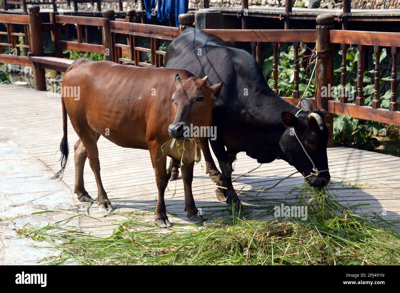 People's Republic of China, Guizhou Province, Zhaoxing Dong Village ...
