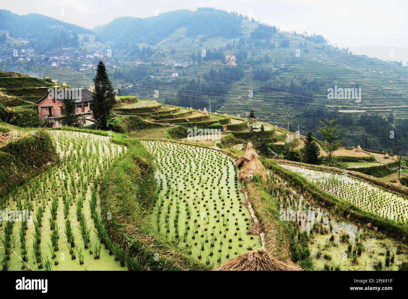 People's Republic of China, Guizhou Province: rice terraces by the road ...