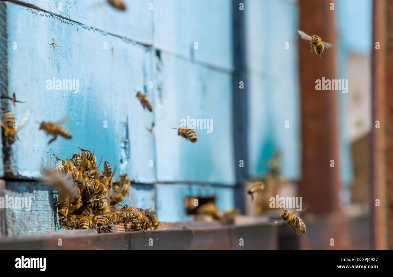Close up of flying bees. Wooden beehive and bees. Plenty of bees at the ...