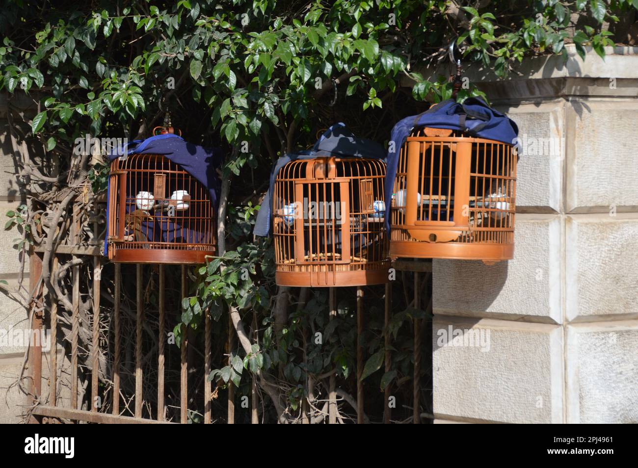 People's Republic of China, Yunnan Province, Kunming: caged birds for ...