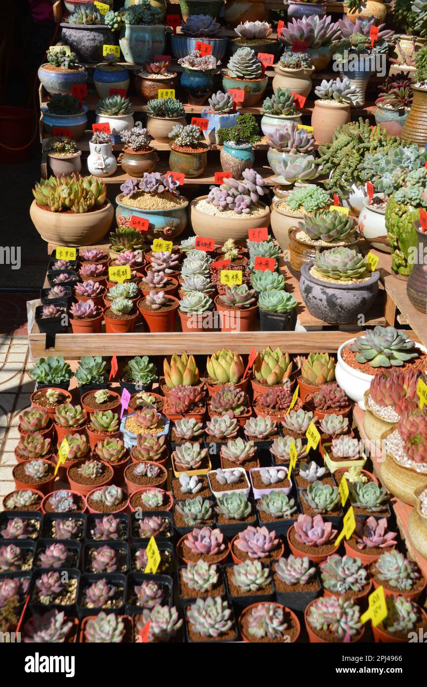People's Republic of China, Yunnan Province, Kunming: selection of succulents in the Plant and ...