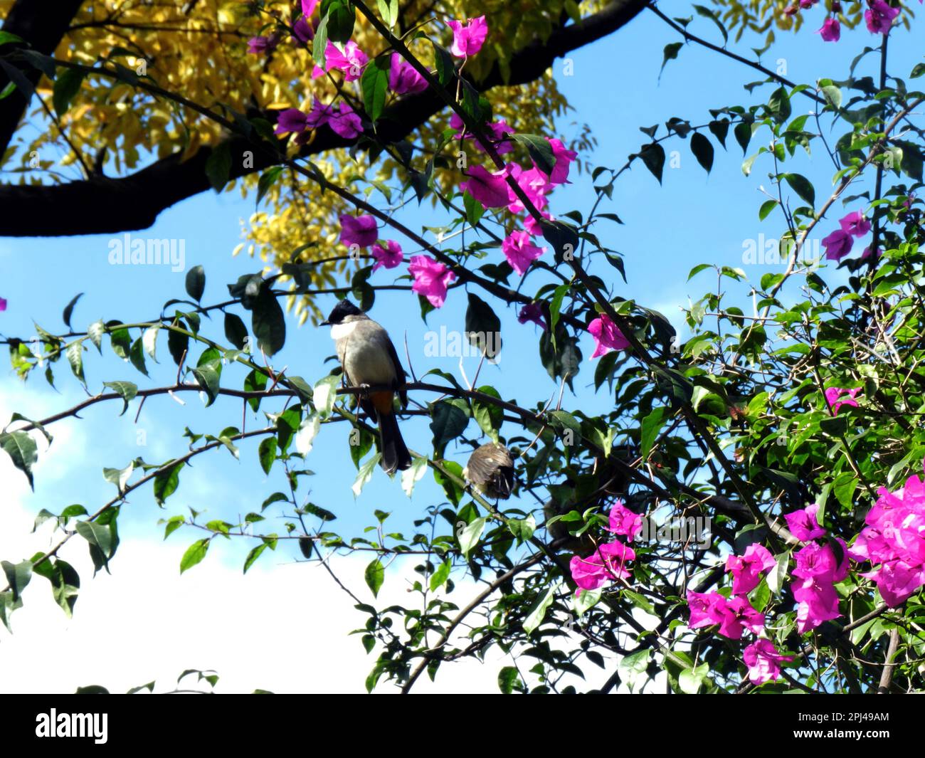 People's Republic of China, Yunnan Province, Kunming: Brown-breasted ...