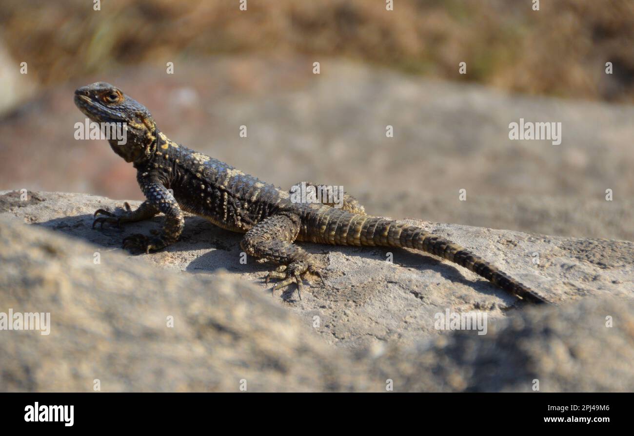 Turkey, Mugia Province, Labranda: Starred Agama (Stellagama stellio ...