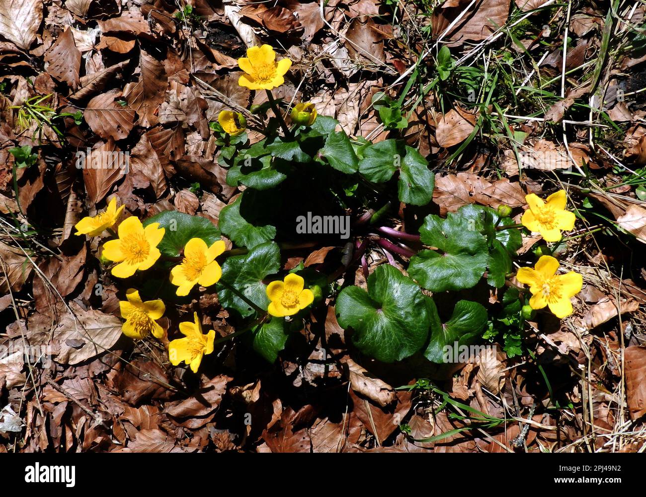 Germany, Upper Bavaria, Mittenwald: Kingcups or Marsh Marigold (Caltha ...