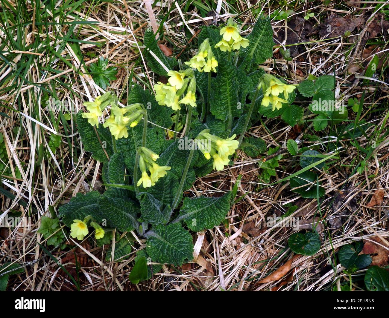 Germany, Upper Bavaria, Mittenwald: Oxlip (Primula elatior) on Mount ...