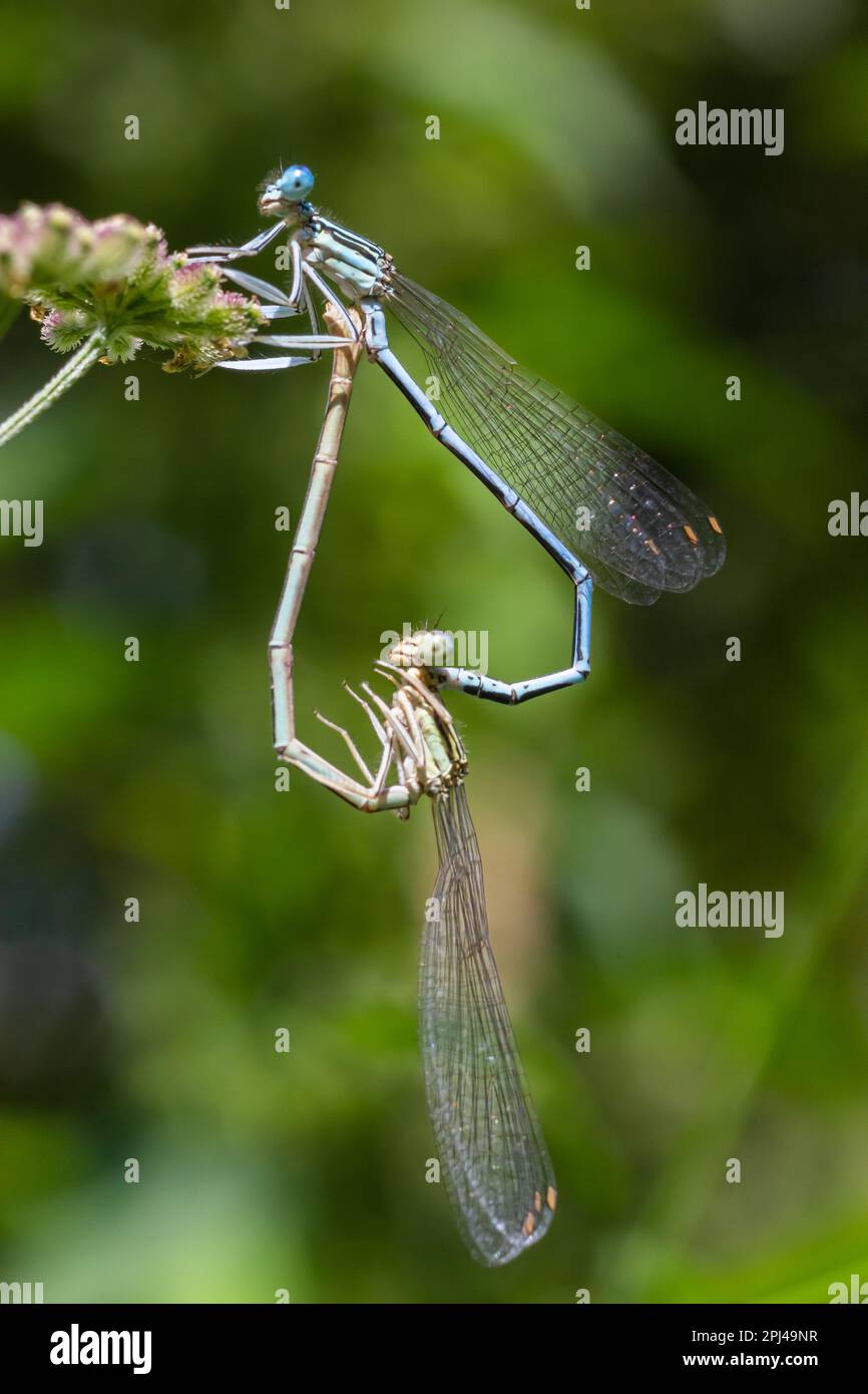 Close-up of two Feather Dragonflies Platycnemis pennipes mating ...