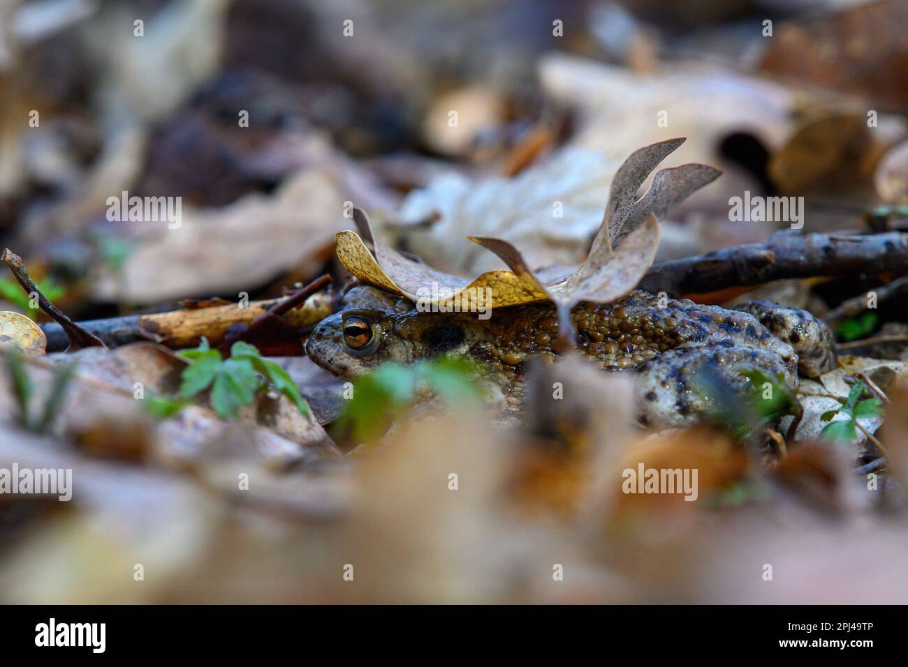31 March 2023, Saxony-Anhalt, Ramstedt: A toad sits in the leaves of a ...