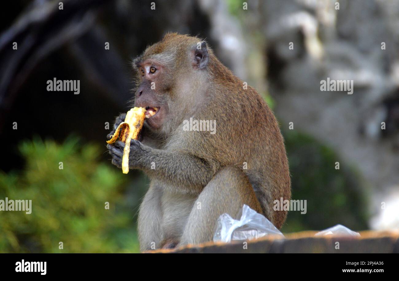 Thailand, Phang-nga: monkey eating a banana outside the Wat Tham ...