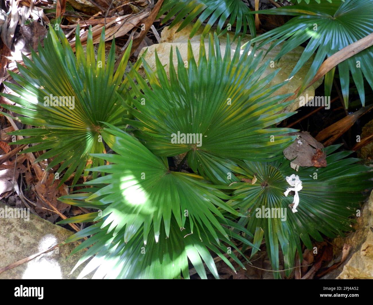 Philippine National Leaf