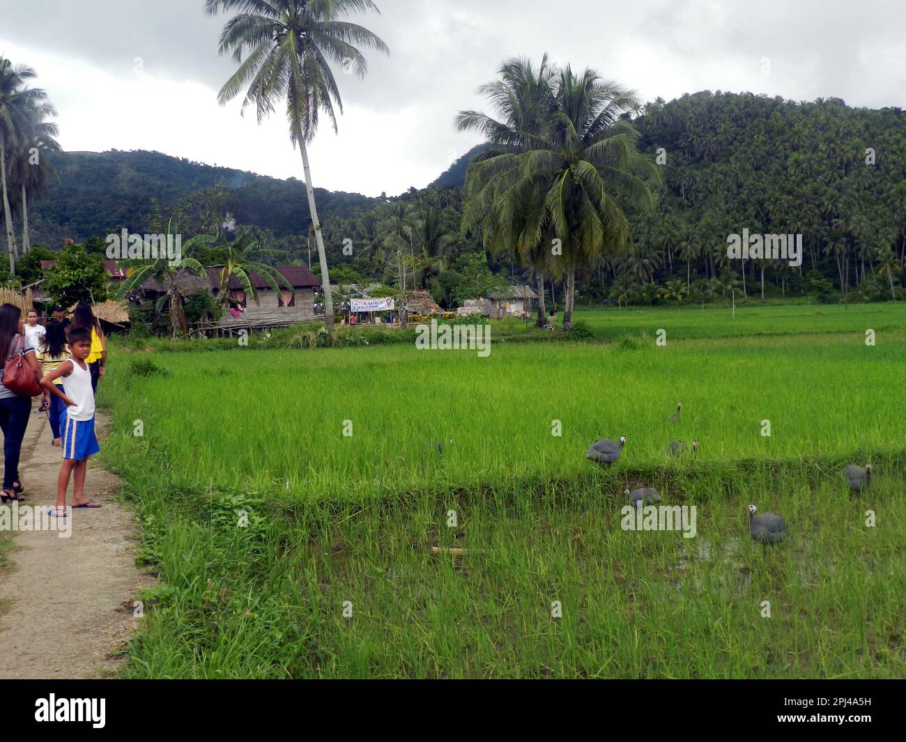 The Philippines, Samar Island: the path through rice fields to the ...