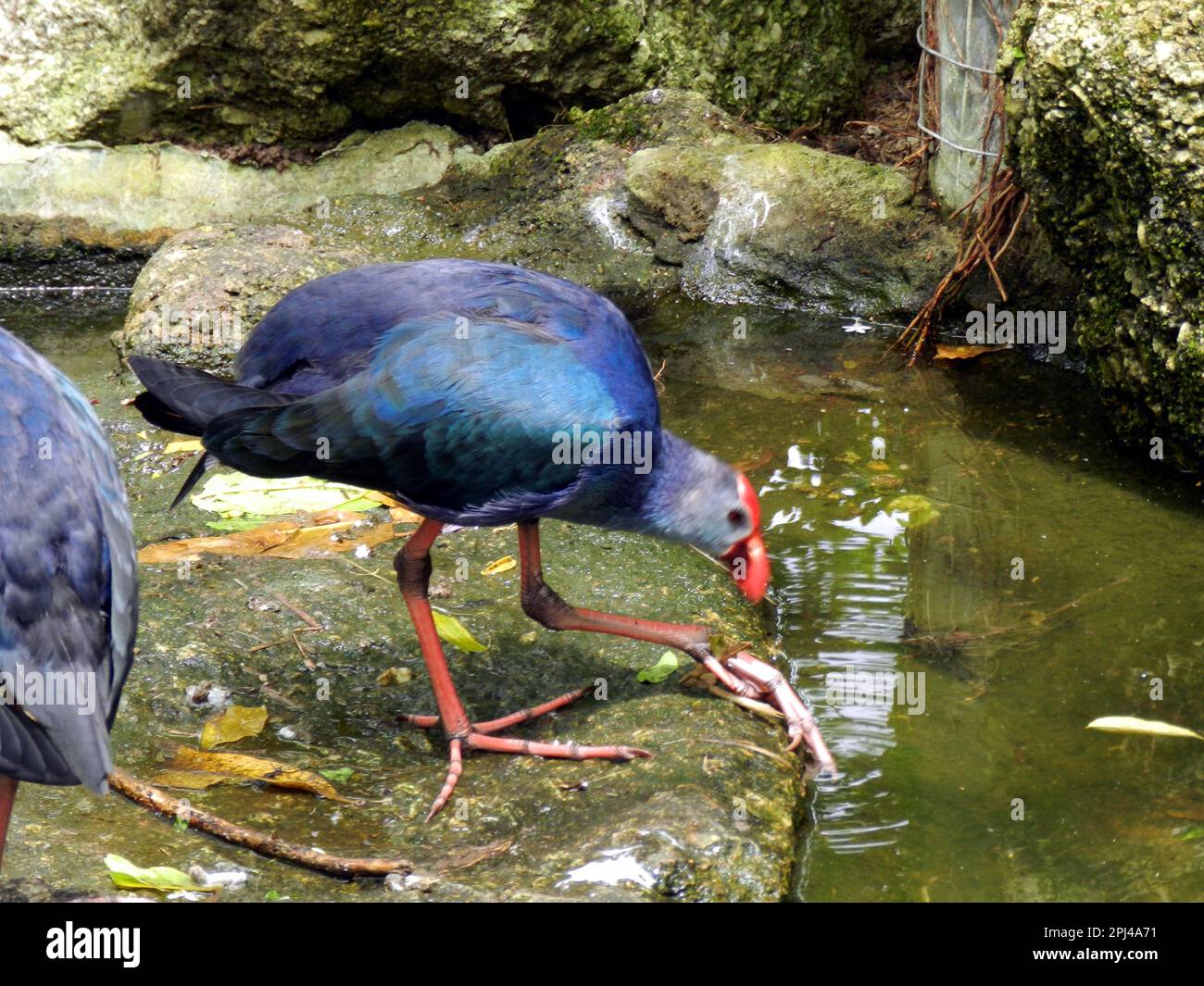 The grey headed swamp hen hi-res stock photography and images - Alamy