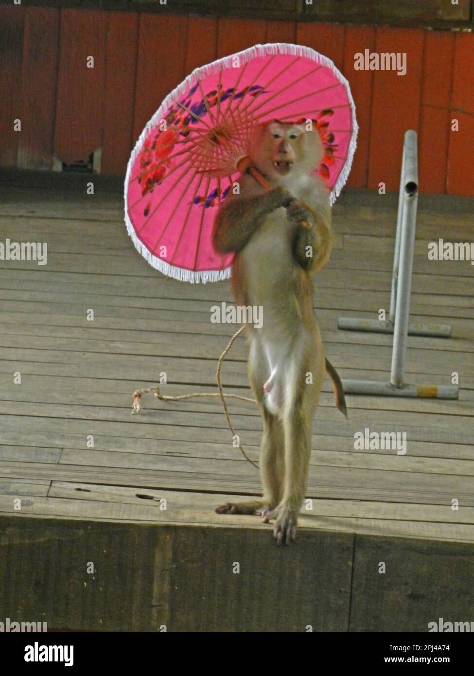 Thailand, Phuket Island: trained monkey with umbrella in the zoo Stock Photo - Alamy