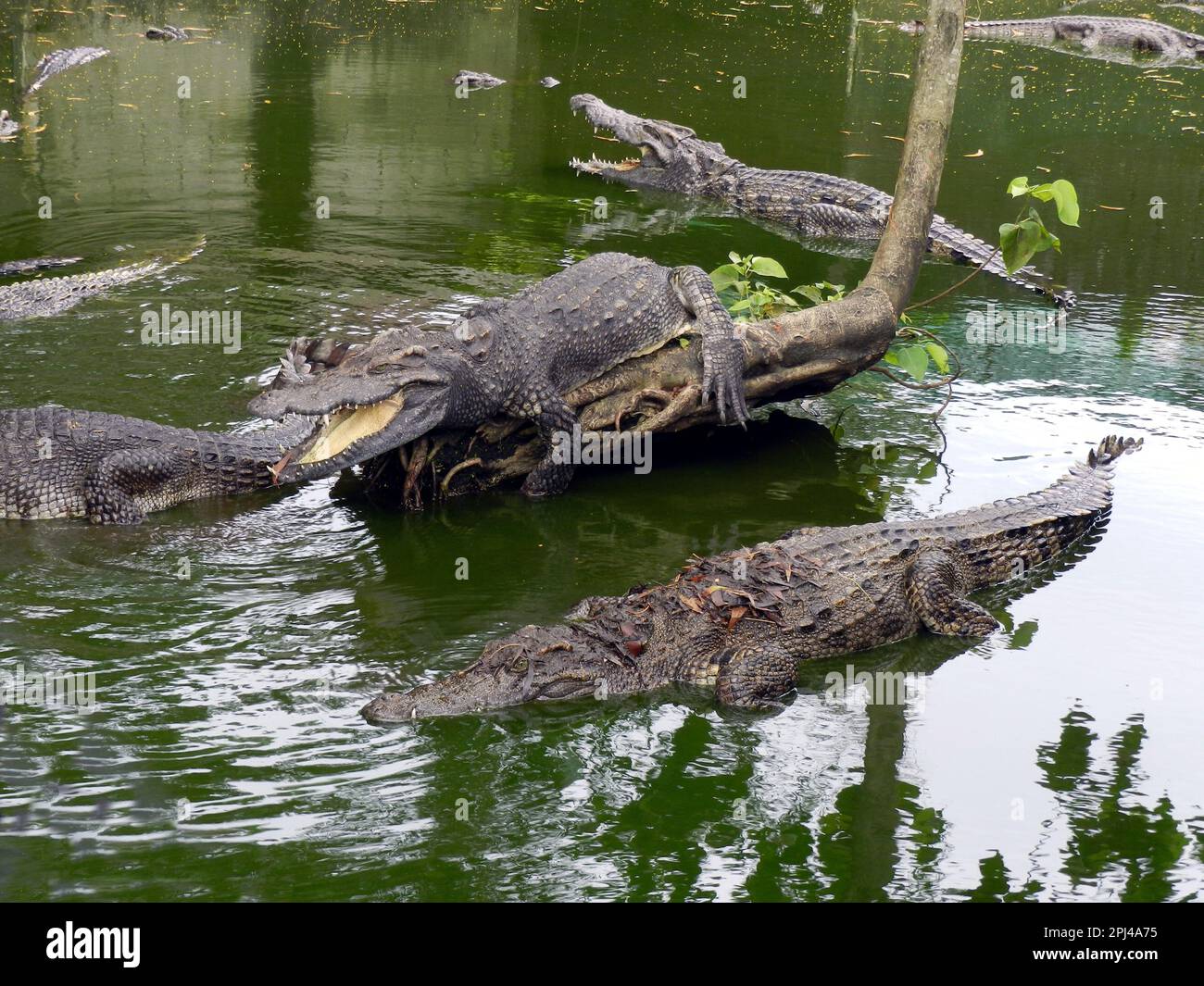 Thailand, Phuket Island: crocodiles in the zoo Stock Photo - Alamy