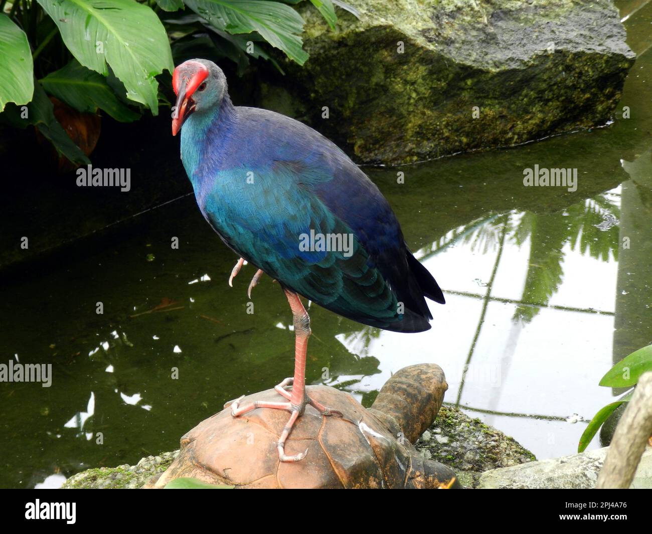 The grey headed swamp hen hi-res stock photography and images - Alamy