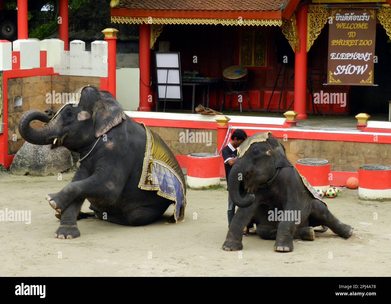 Thailand, Phuket Island: Asian elephants performing in the zoo Stock ...