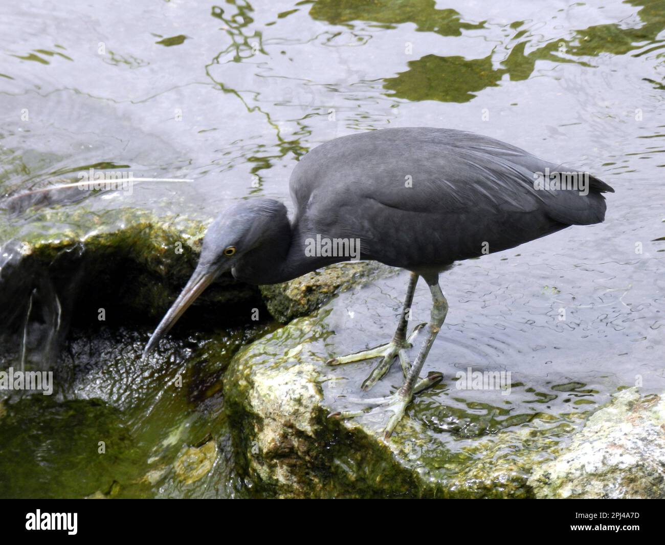 Thailand, Phuket Island: Eastern or Pacific Reef Heron (Egretta sacra ...