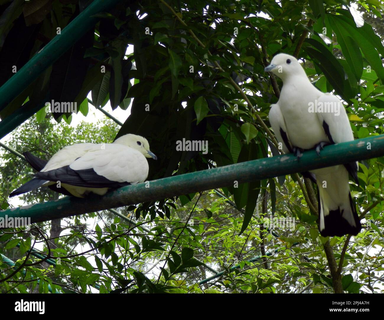 Thailand, Phuket Island: Pied Imperial Pigeons (Ducula bicolor) in the ...