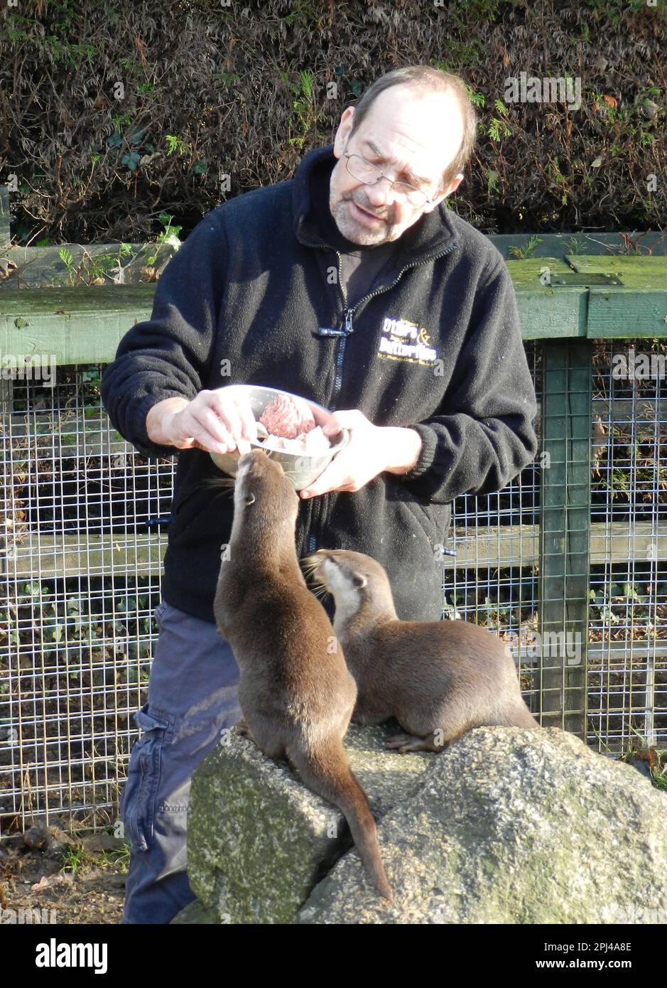 England, Devon, Dartmoor Otter Sanctuary: British otters (Lutra lutra ...