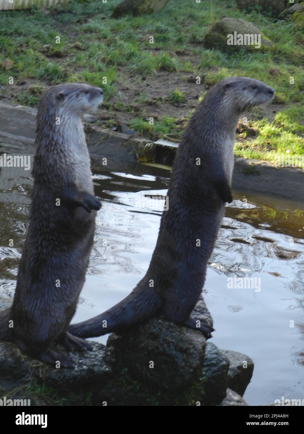 England, Devon, Dartmoor Otter Sanctuary: North American river otters ...