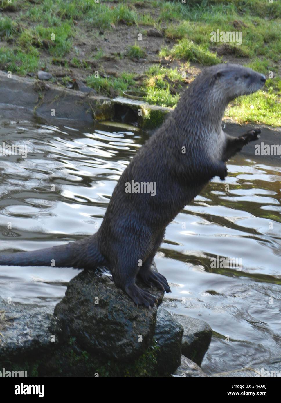 England, Devon, Dartmoor Otter Sanctuary: North American river otter ...
