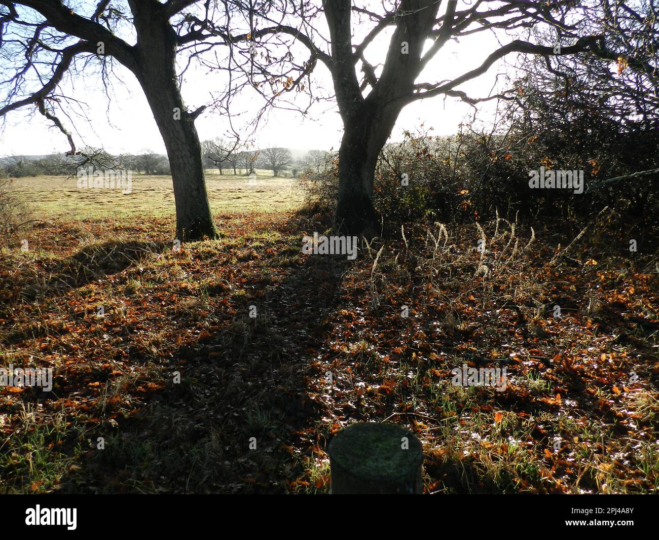 England, West Sussex, Henfield: view from Woods Mill Nature Reserve ...
