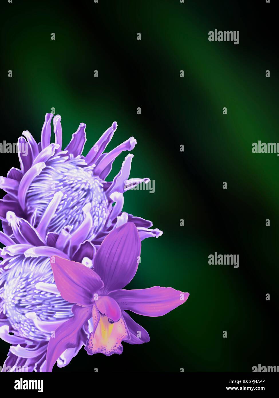 realistic watercolor illustration of purple proteus and cymbidium on a ...