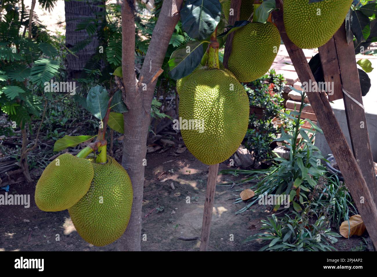 Cambodia, Phnom Penh: jackfruit tree (Artocarpus heterophyllus) with ...