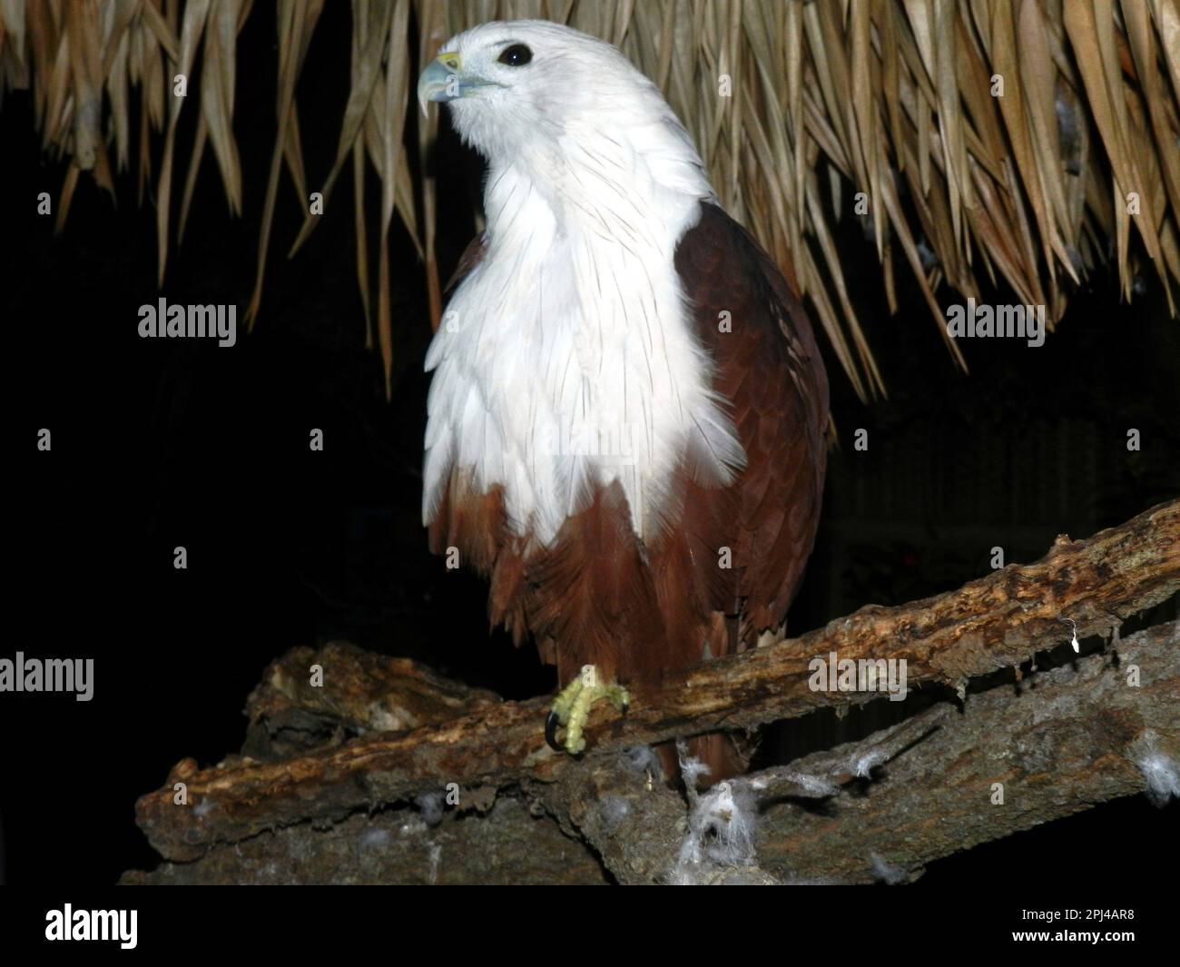 The Philippines, Eastern Visayas, Samar Island, Calbayog: captive ...