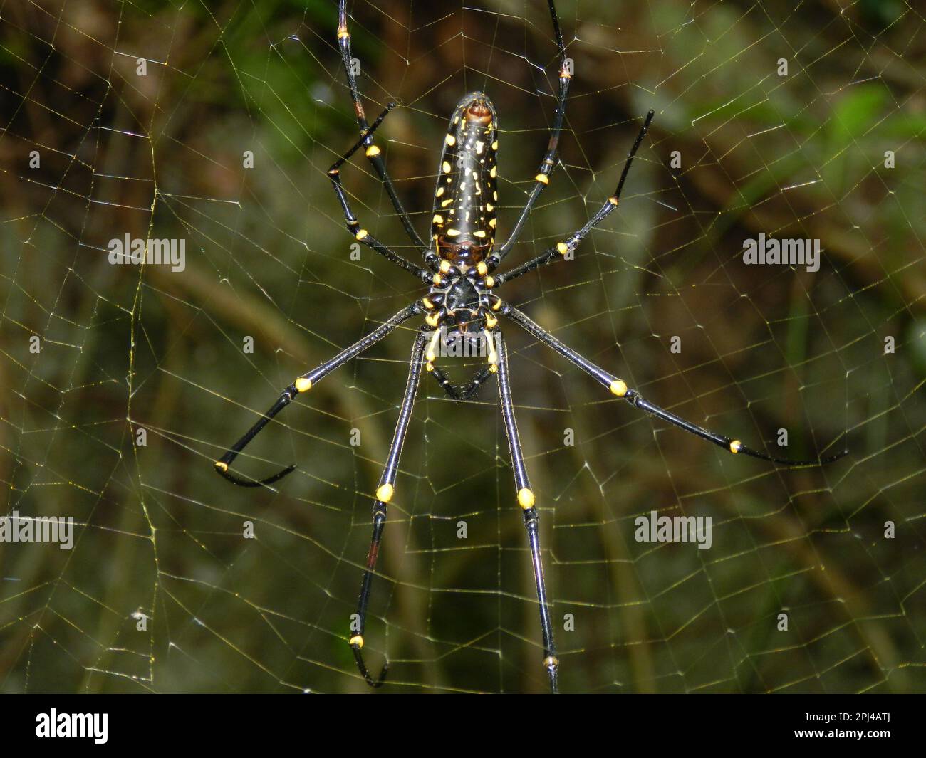 The Philippines, Eastern Visayas, Samar Island, Calbayog: giant spider ...