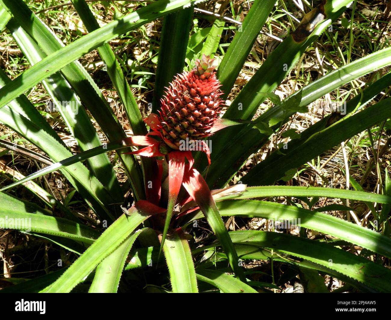 The Philippines, Eastern Visayas, Samar Island: Malajog Ridge Nature ...