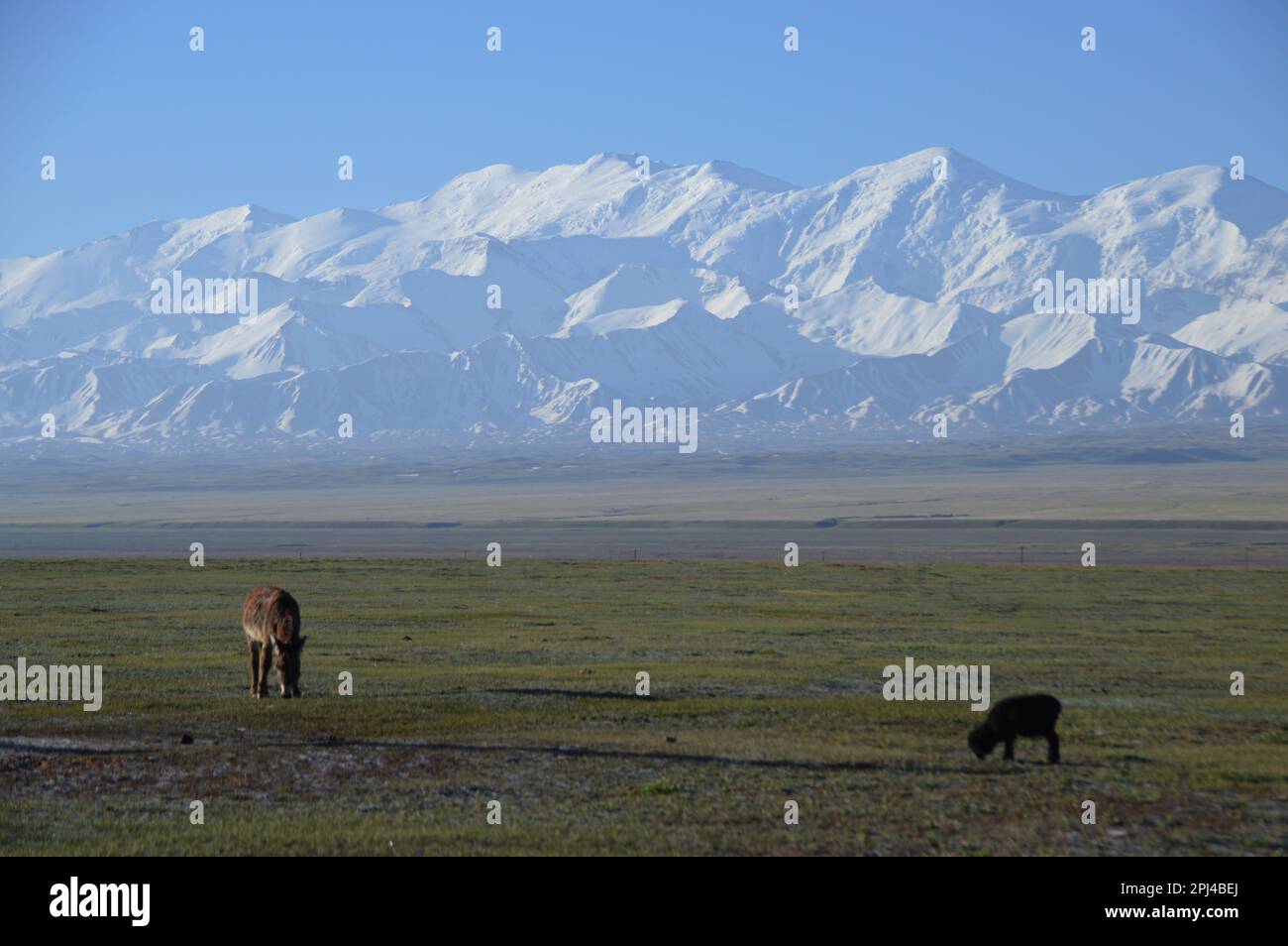 Kyrgyzstan, Osh Oblast (Province), Sary-Tash: view of the snow covered ...