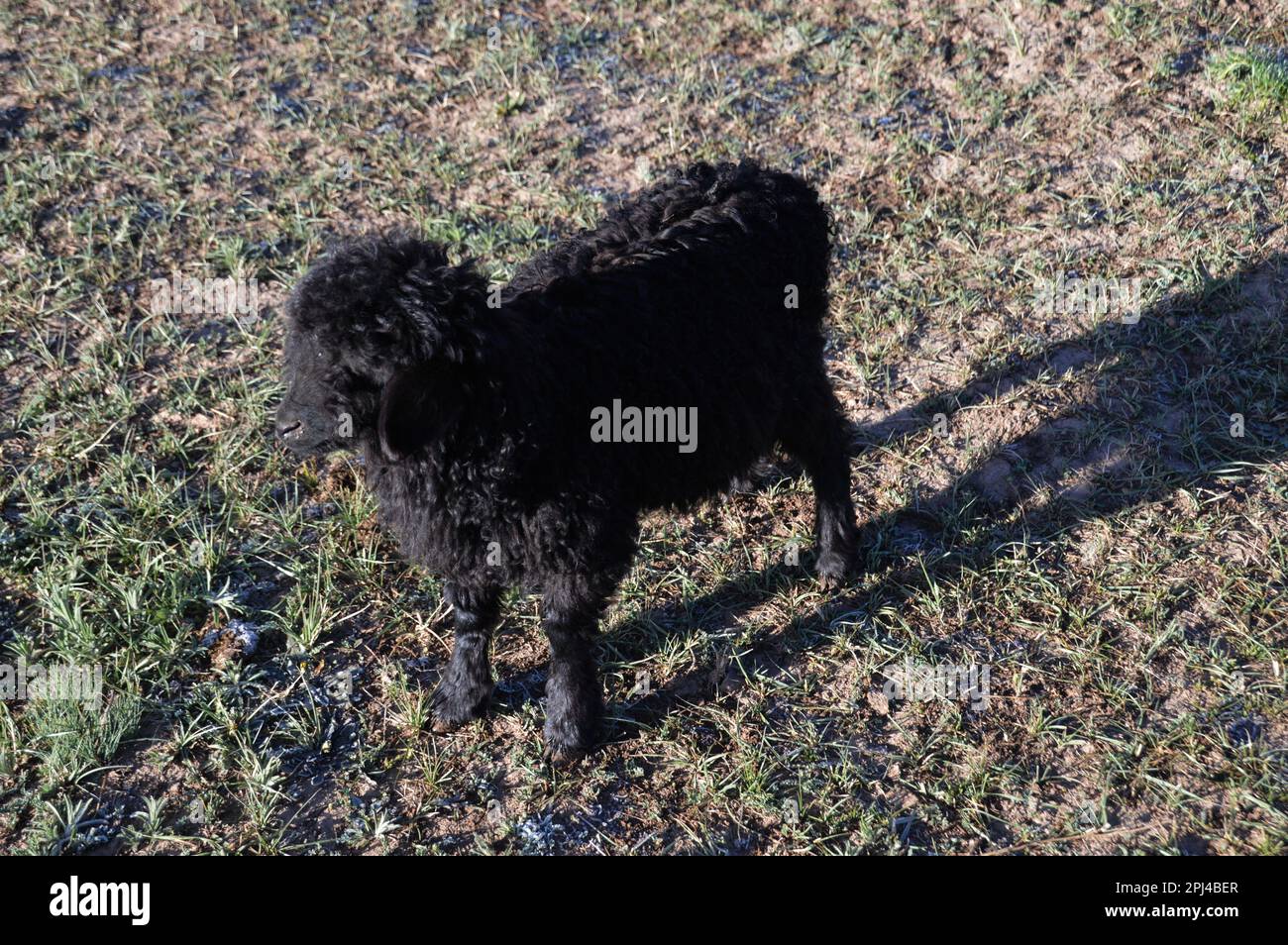 Kyrgyzstan, Osh Oblast (Province), Sary-Tash: a lonely young lamb Stock ...