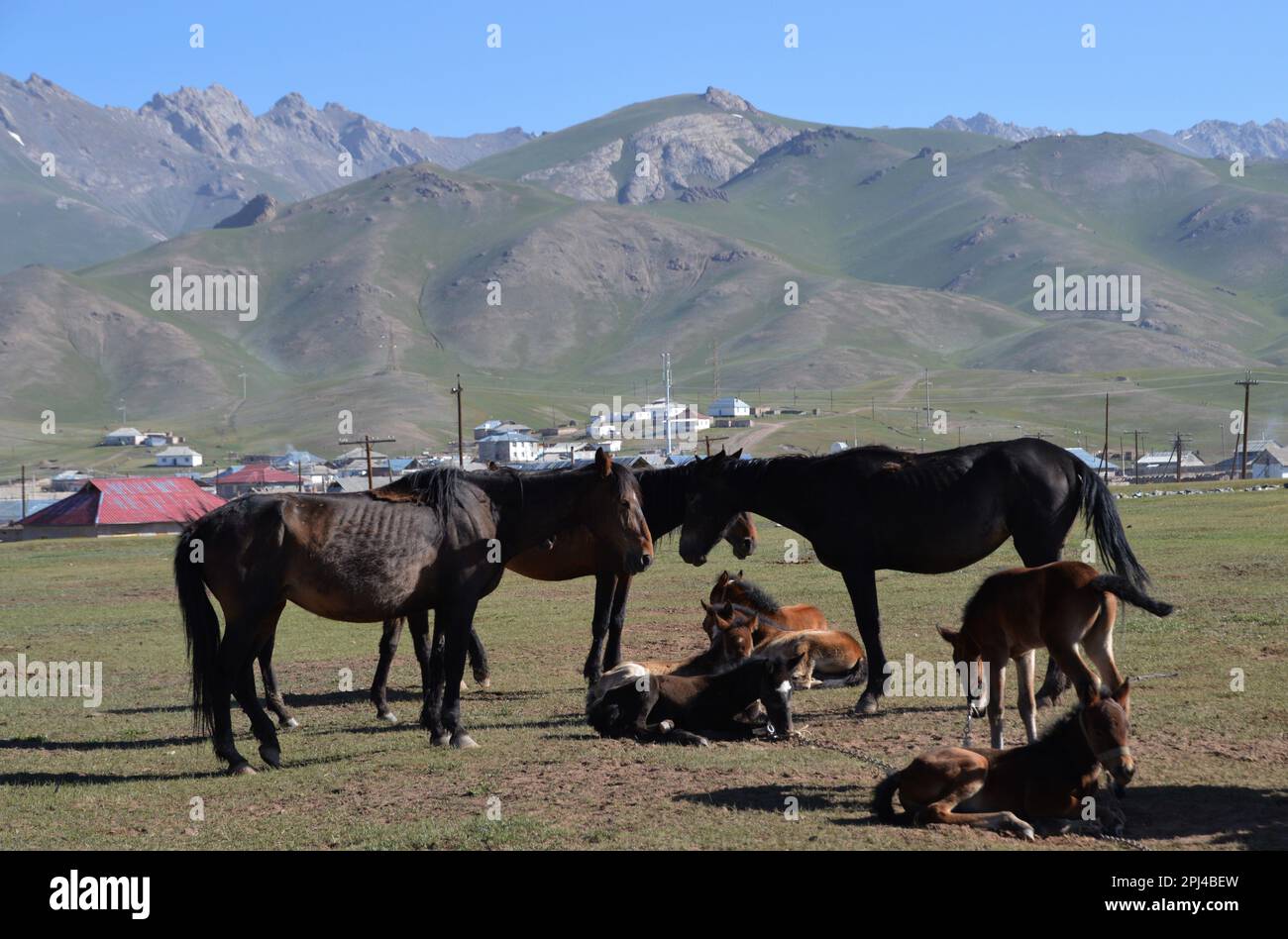 Kyrgyzstan, Osh Oblast (Province), Sary-Tash: this village lies at an ...