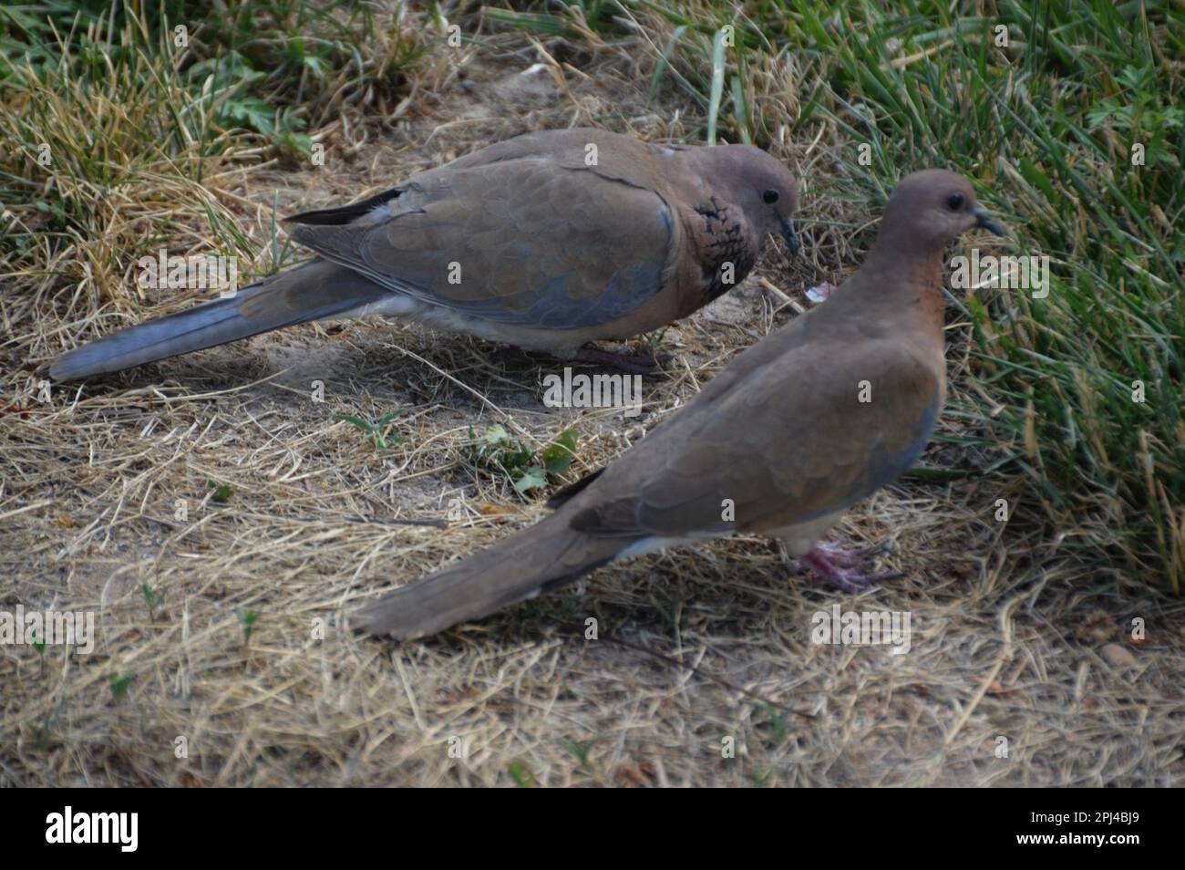 Tajikistan, Dushanbe, capital city: a pair of Laughing, or Palm Doves ...