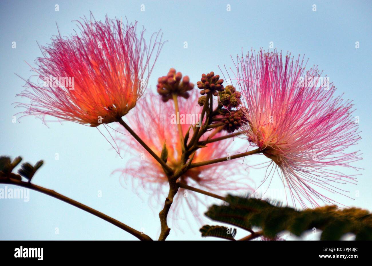 Tajikistan, Dushanbe, capital city: flowers of the Persian Silk Tree or ...
